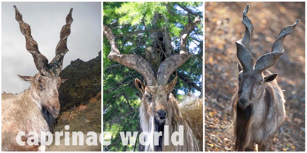Markhor (Capra falconeri) – Ralfs' Wildlife and Wild Places