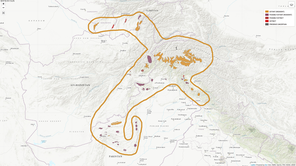 Markhor (Capra falconeri) – Ralfs' Wildlife and Wild Places
