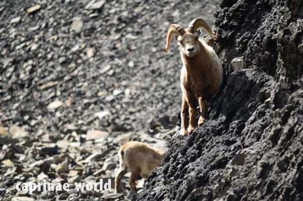 Yakut Snow Sheep (O. n. lydekkeri) – Ralfs' Wildlife and Wild Places