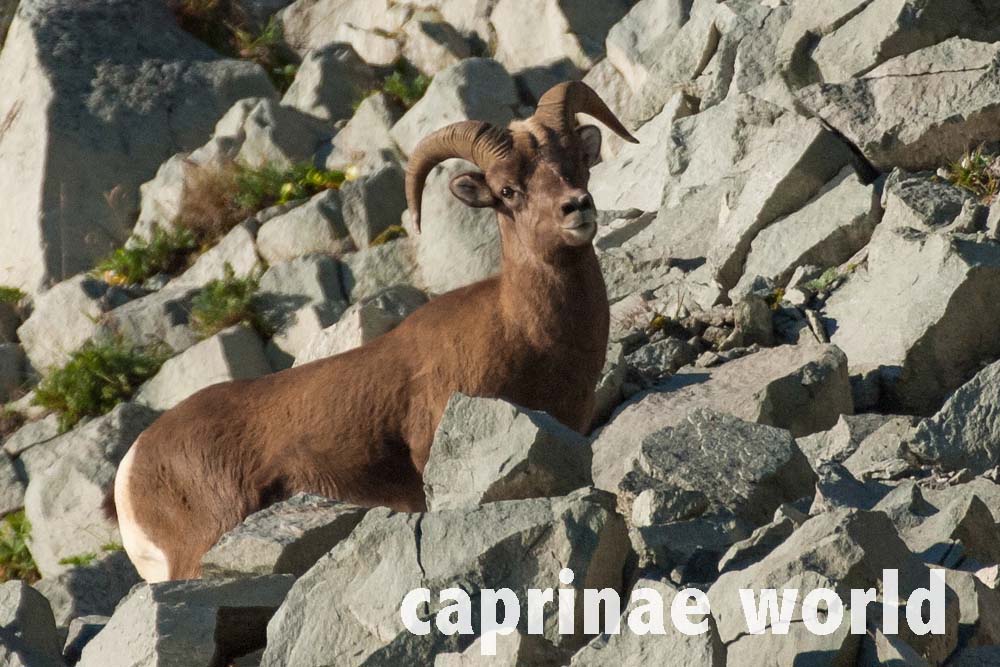 Snow Sheep (Ovis nivicola) – Ralfs' Wildlife and Wild Places