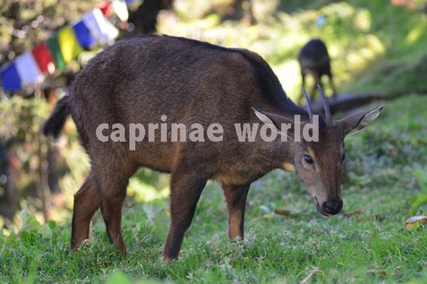 Himalayan gorals – Ralfs' Wildlife and Wild Places