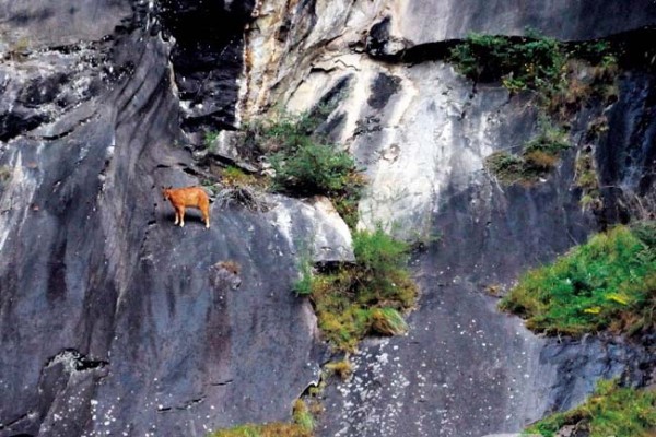 Red Goral (Nemorhaedus baileyi) – Ralfs' Wildlife and Wild Places