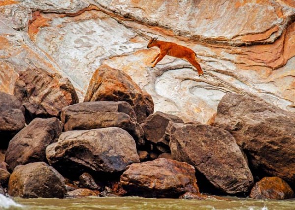 Red Goral (Nemorhaedus baileyi) – Ralfs' Wildlife and Wild Places