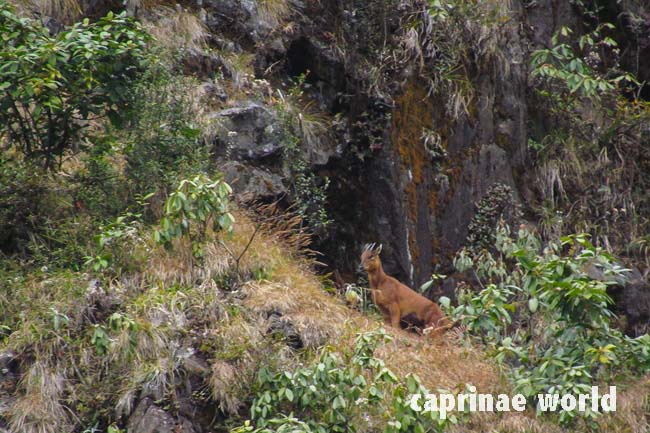 Red Goral (Nemorhaedus baileyi) – Ralfs' Wildlife and Wild Places