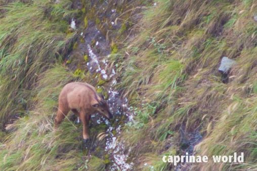 Red Goral (Nemorhaedus baileyi) – Ralfs' Wildlife and Wild Places