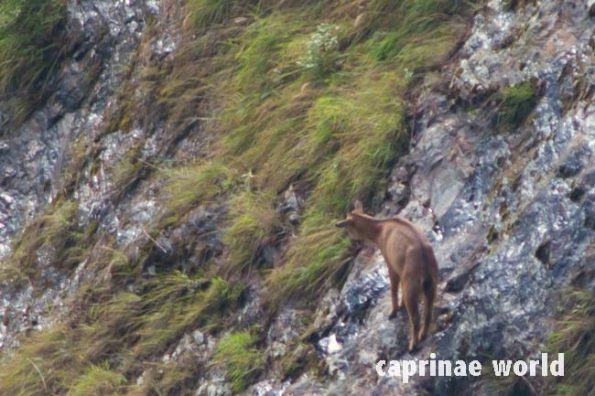 Red Goral (Nemorhaedus baileyi) – Ralfs' Wildlife and Wild Places