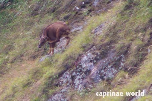Red Goral (Nemorhaedus baileyi) – Ralfs' Wildlife and Wild Places