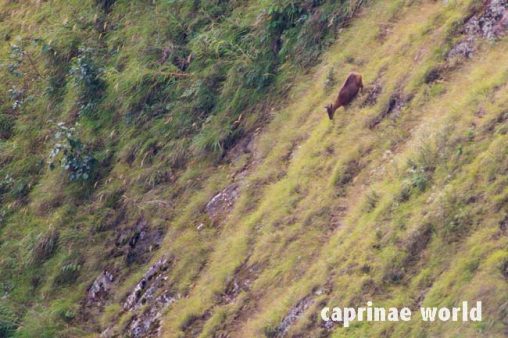 Red Goral (Nemorhaedus baileyi) – Ralfs' Wildlife and Wild Places