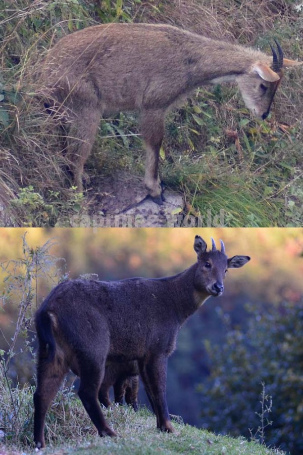 Gorals (Nemorhaedus sp.) – Ralfs' Wildlife and Wild Places