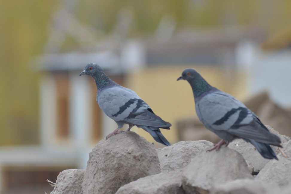 Ladakh: On a visit to the horned quartet – a fauna trip report – Ralfs ...