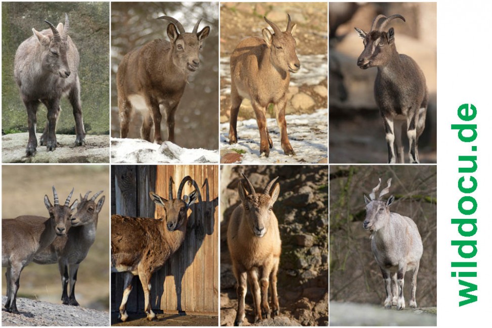 Give species a face! – Ralfs' Wildlife and Wild Places