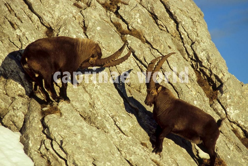 The illustrated dictionary of Caprinae horns – Ralfs' Wildlife and Wild ...