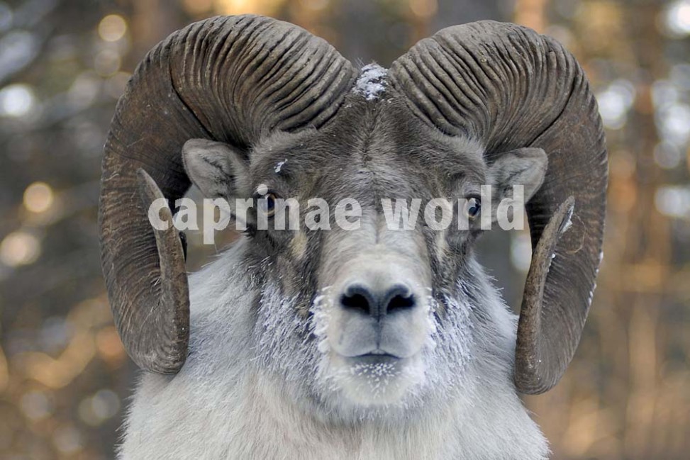 The illustrated dictionary of Caprinae horns – Ralfs' Wildlife and Wild ...