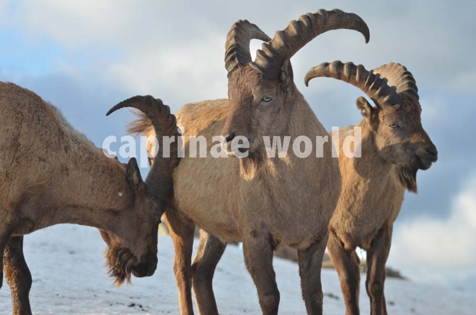 The illustrated dictionary of Caprinae horns – Ralfs' Wildlife and Wild ...