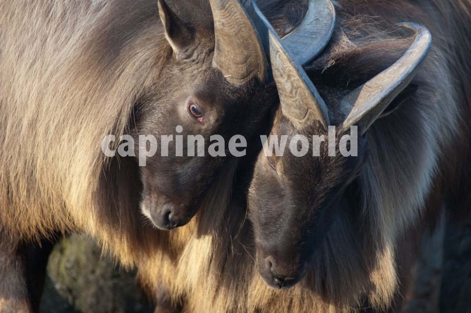 The illustrated dictionary of Caprinae horns – Ralfs' Wildlife and Wild ...