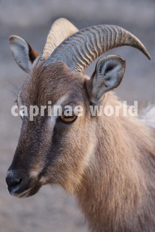 The illustrated dictionary of Caprinae horns – Ralfs' Wildlife and Wild ...