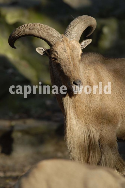 The illustrated dictionary of Caprinae horns – Ralfs' Wildlife and Wild ...