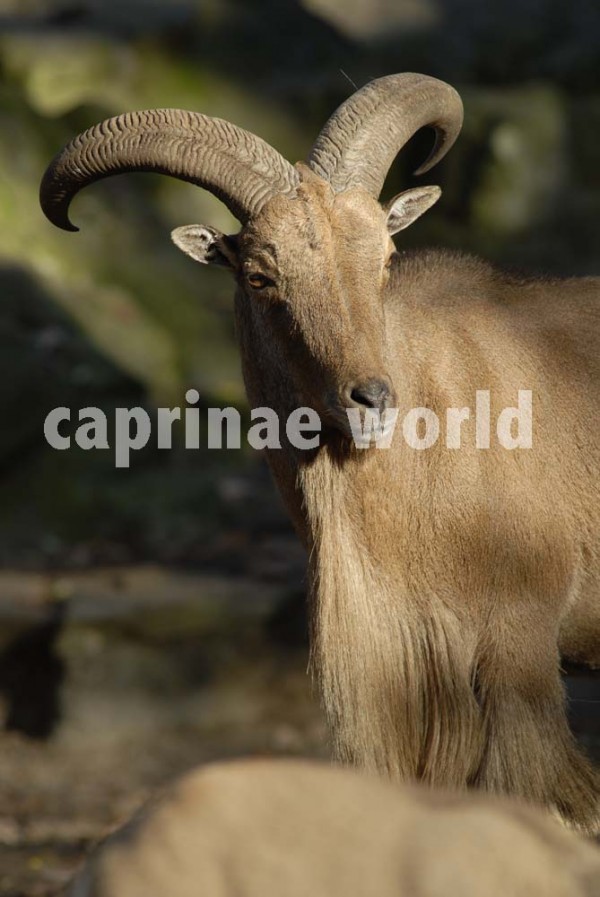 The illustrated dictionary of Caprinae horns – Ralfs' Wildlife and Wild ...