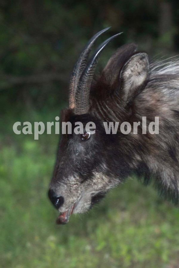 The illustrated dictionary of Caprinae horns – Ralfs' Wildlife and Wild ...