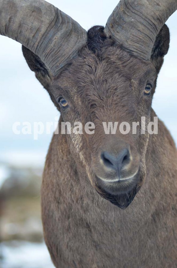 The illustrated dictionary of Caprinae horns – Ralfs' Wildlife and Wild ...