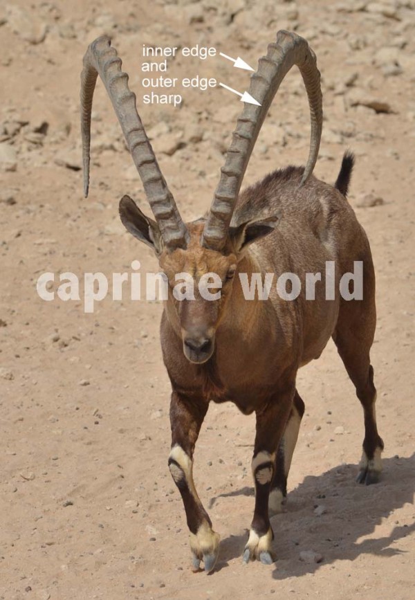 The illustrated dictionary of Caprinae horns – Ralfs' Wildlife and Wild ...