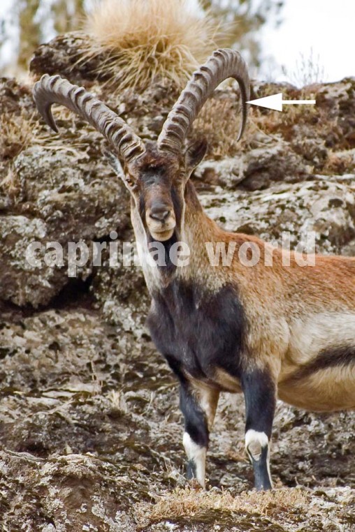 The illustrated dictionary of Caprinae horns – Ralfs' Wildlife and Wild ...