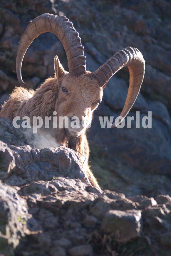 The illustrated dictionary of Caprinae horns – Ralfs' Wildlife and Wild ...