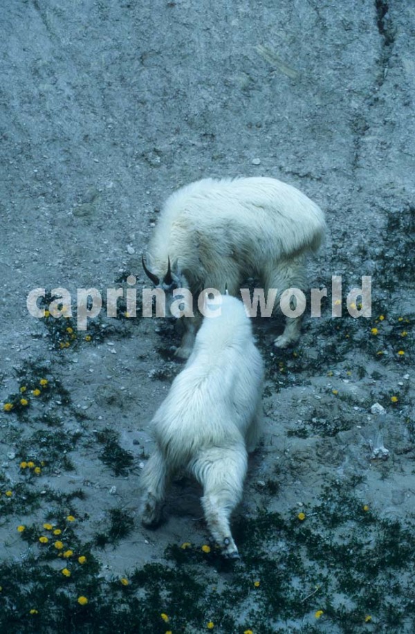 The illustrated dictionary of Caprinae horns – Ralfs' Wildlife and Wild ...