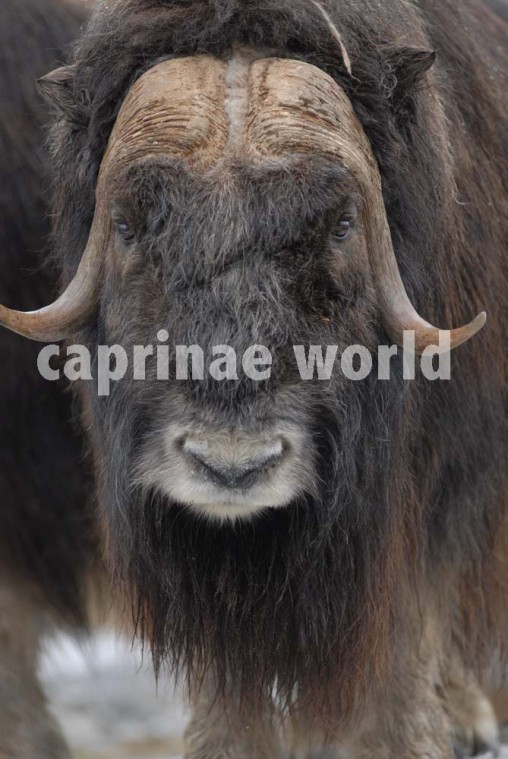 The illustrated dictionary of Caprinae horns – Ralfs' Wildlife and Wild ...