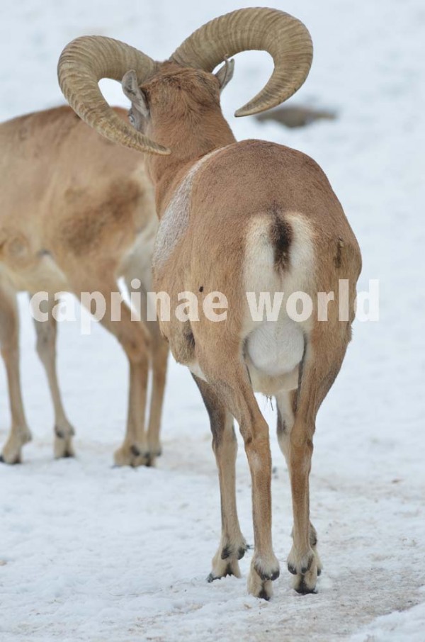 The illustrated dictionary of Caprinae horns – Ralfs' Wildlife and Wild ...