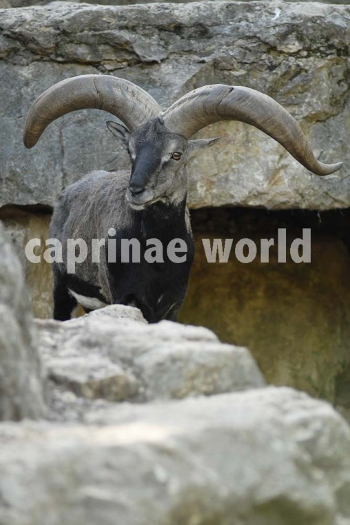 The illustrated dictionary of Caprinae horns – Ralfs' Wildlife and Wild ...
