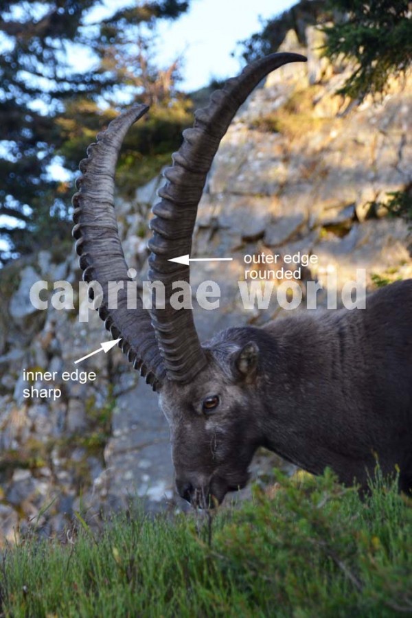 The illustrated dictionary of Caprinae horns – Ralfs' Wildlife and Wild ...
