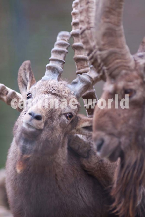 The illustrated dictionary of Caprinae horns – Ralfs' Wildlife and Wild ...