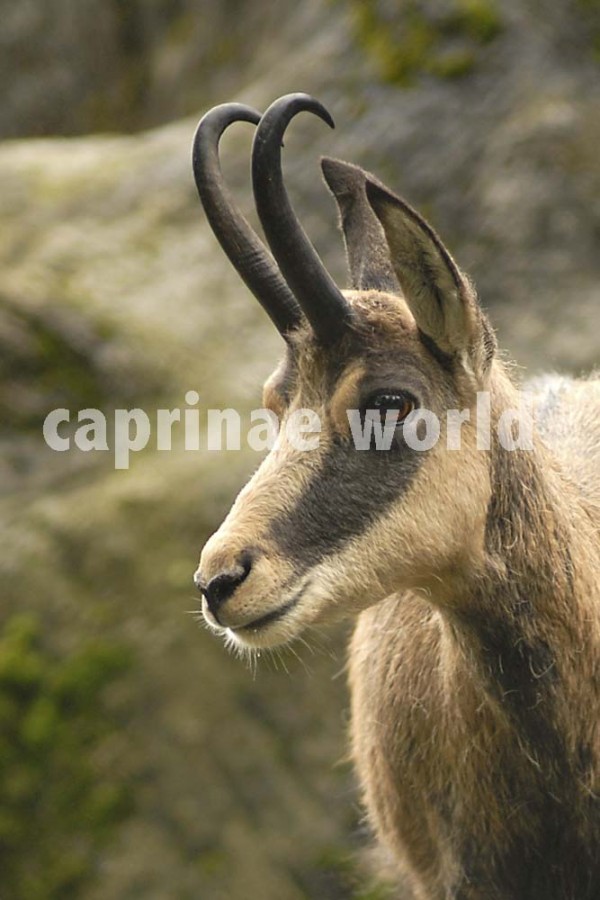 The illustrated dictionary of Caprinae horns – Ralfs' Wildlife and Wild ...