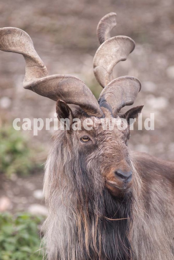 The illustrated dictionary of Caprinae horns – Ralfs' Wildlife and Wild ...