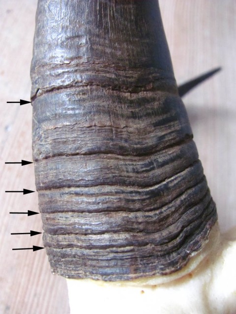 The illustrated dictionary of Caprinae horns – Ralfs' Wildlife and Wild ...