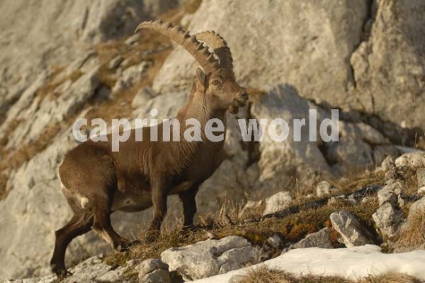 Capra: genus of the goats – Ralfs' Wildlife and Wild Places