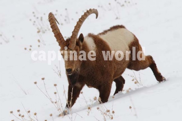 Capra: genus of the goats – Ralfs' Wildlife and Wild Places