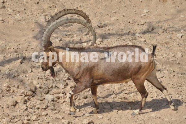 Capra: genus of the goats – Ralfs' Wildlife and Wild Places