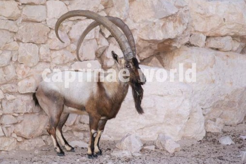 Capra: genus of the goats – Ralfs' Wildlife and Wild Places