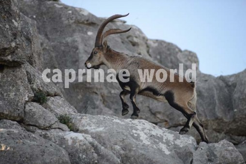 Capra: genus of the goats – Ralfs' Wildlife and Wild Places