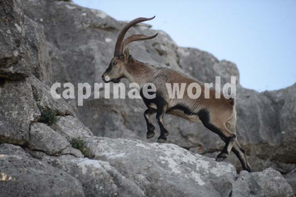 Capra: genus of the goats – Ralfs' Wildlife and Wild Places