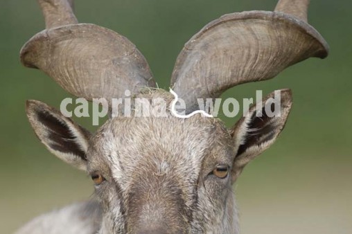 Capra: genus of the goats – Ralfs' Wildlife and Wild Places