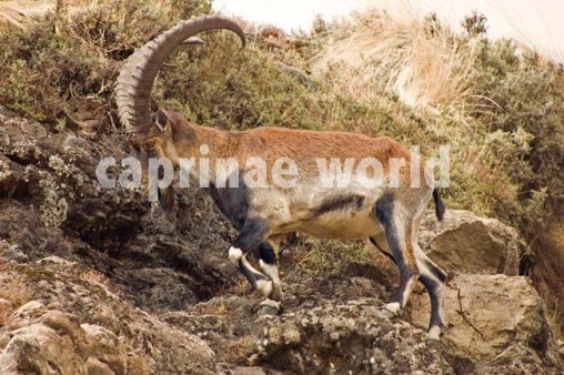 Capra: genus of the goats – Ralfs' Wildlife and Wild Places
