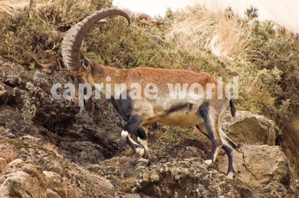 Capra: genus of the goats – Ralfs' Wildlife and Wild Places