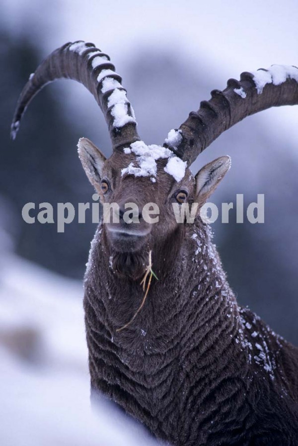 Capra: genus of the goats – Ralfs' Wildlife and Wild Places