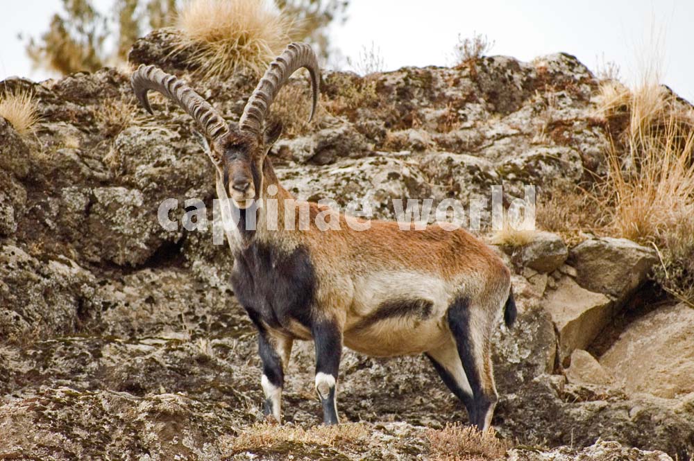 Walia ibex (Capra walie) – Ralfs' Wildlife and Wild Places