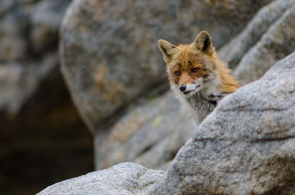Corsica in may: a fauna trip report – Ralfs' Wildlife and Wild Places