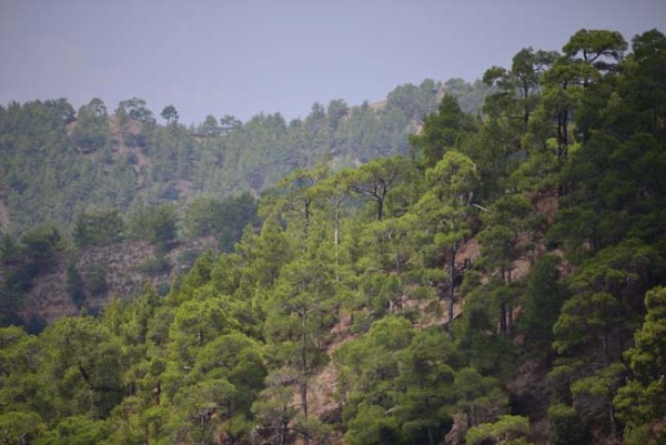 Endemites of Cyprus – Ralfs' Wildlife and Wild Places