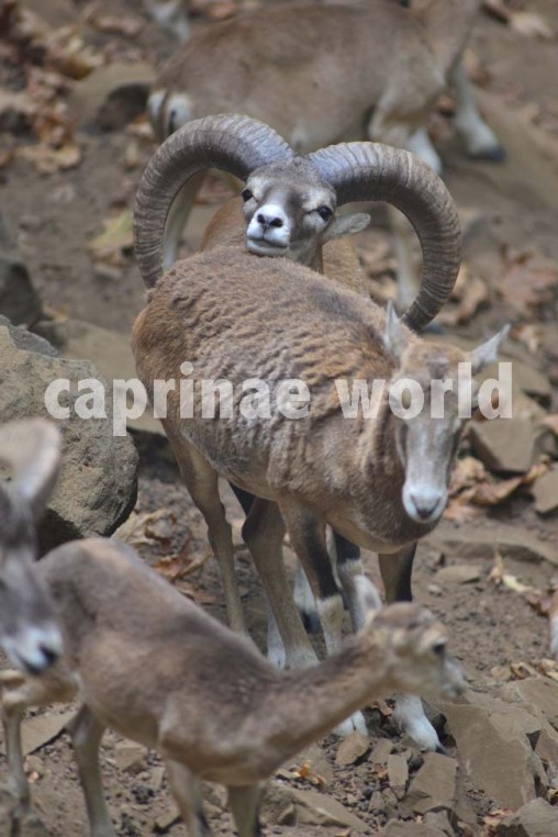 Cyprus Mouflon (Ovis gmelini ophion) – Ralfs' Wildlife and Wild Places